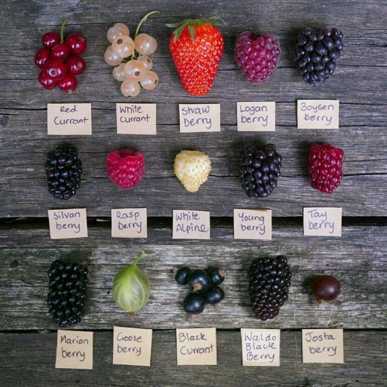 30 Different Types of Berries (and Why You Should Be Eating Each and ...