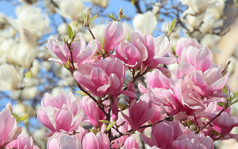 The Alluring Chinese Magnolia: A Showstopper in the Spring Garden ...
