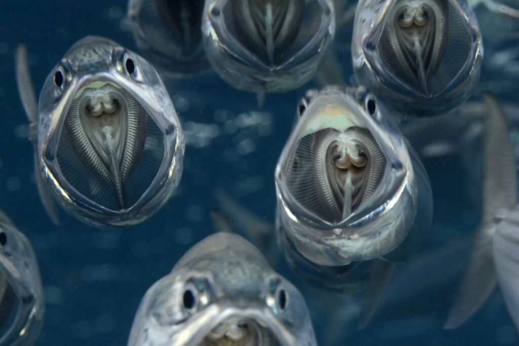 INSIDE OF A FISH: The Busy Life of a Striped Mackerel - Hasan Jasim