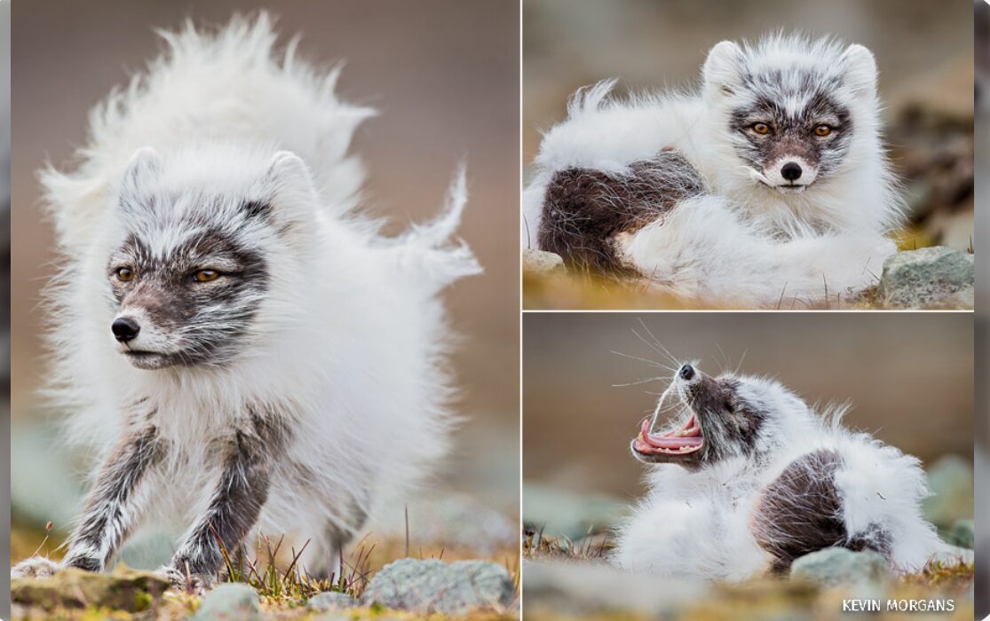 From Winter Wonder to Summer Chic: The Arctic Fox’s Remarkable Coat ...