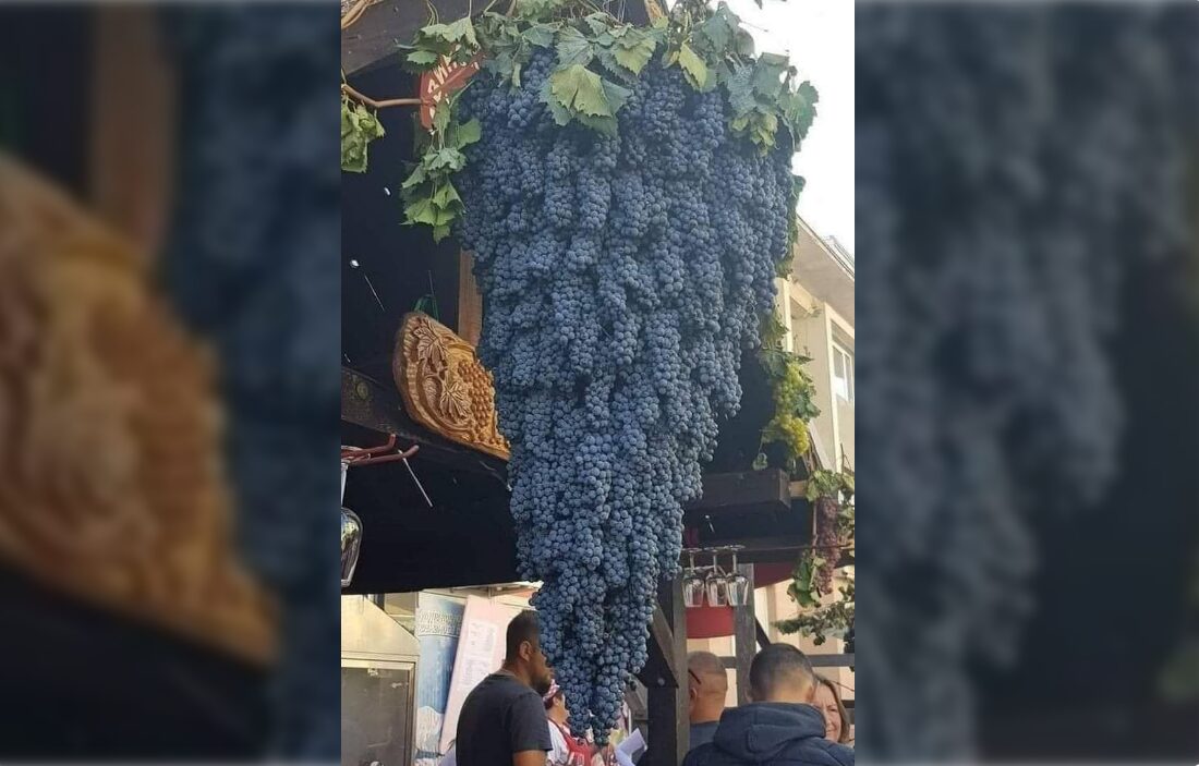 A Bountiful Harvest: Italy's Spectacular Collection of Grapes - Hasan Jasim