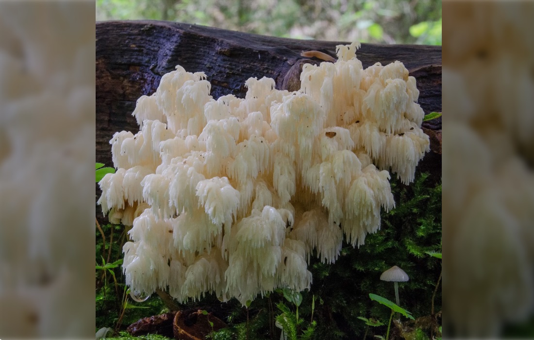 Stunning Coral Tooth Mushroom (Hericium coralloides): A Hidden Gem of ...