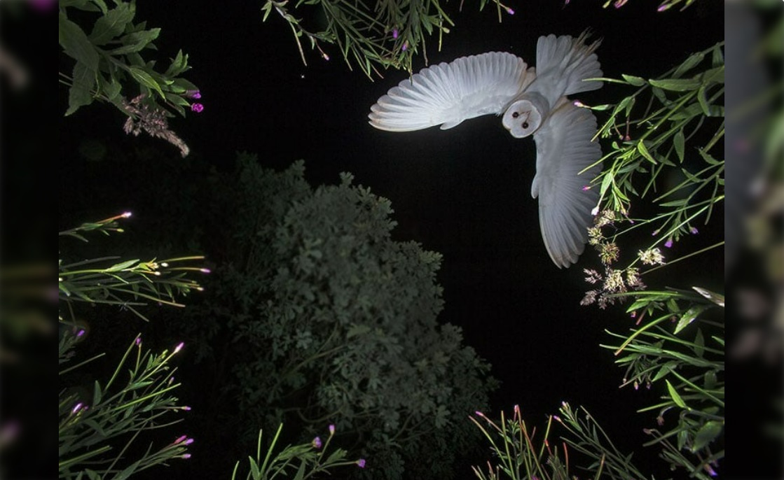 The Story Behind an Incredible Shot of an Owl in Flight - Hasan Jasim