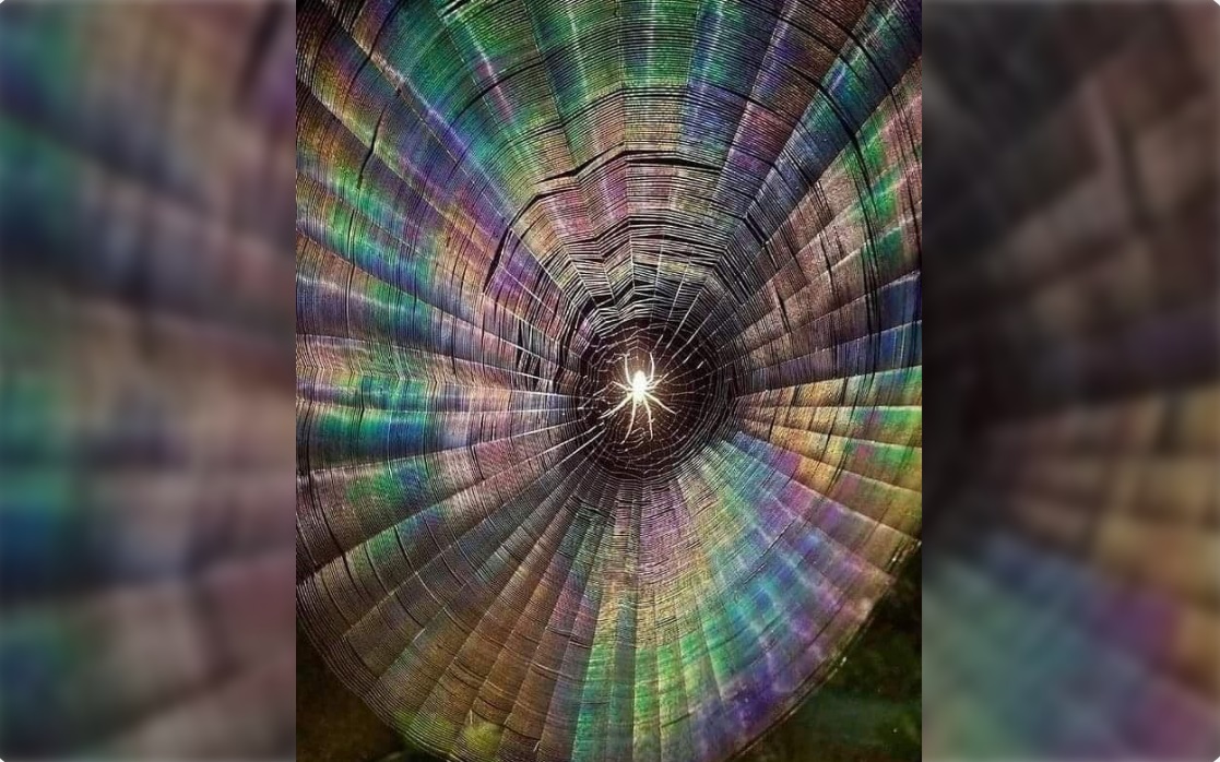 Nature’s Prism: A Stunning Photograph by Stephen Dunn - Hasan Jasim