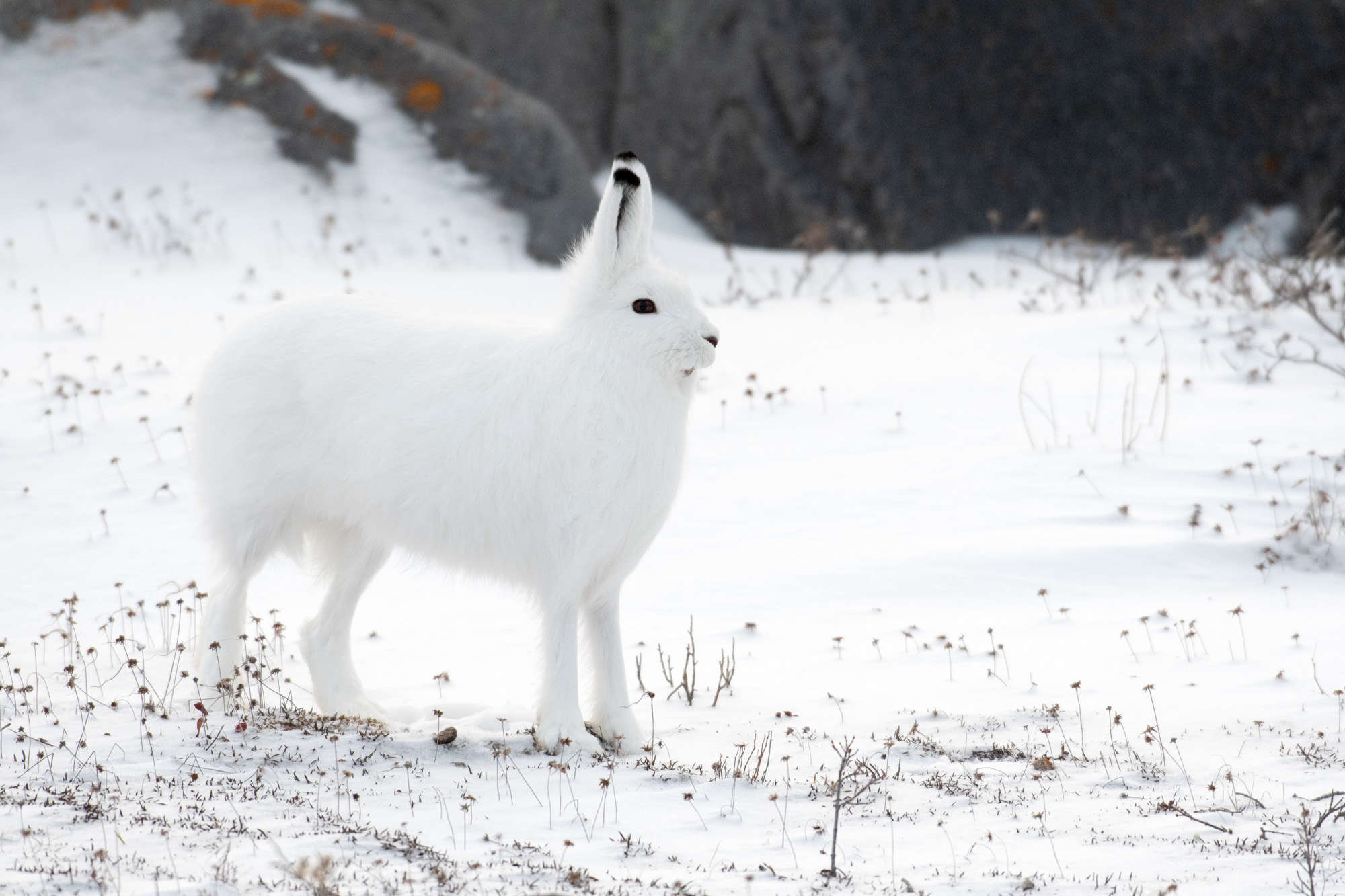 Masters of Camouflage: The Arctic Hare's Stunning Transformation ...