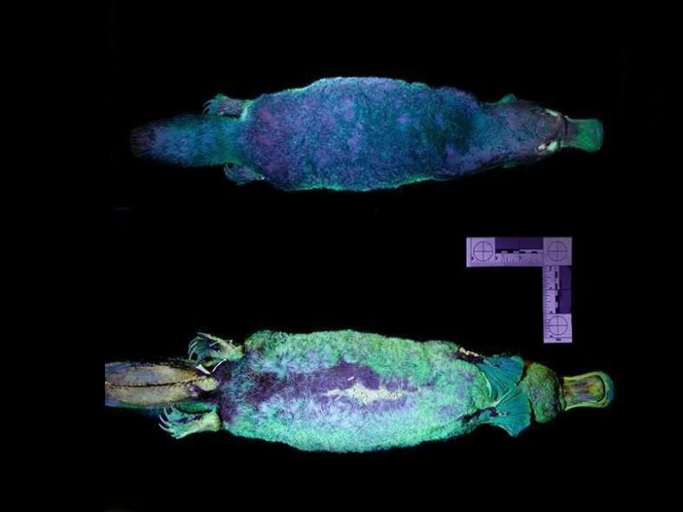 Scientists Are Surprised to Find Out That Many Australian Mammals Glow ...