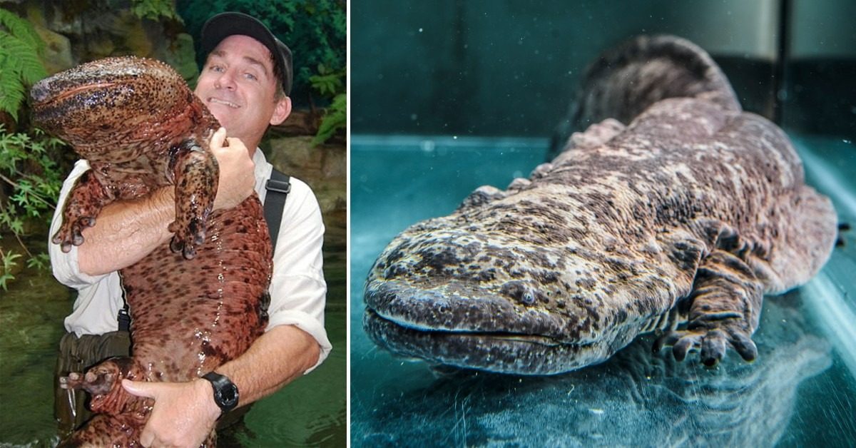 The Chinese Giant Salamander is the Largest Amphibian in the World and ...