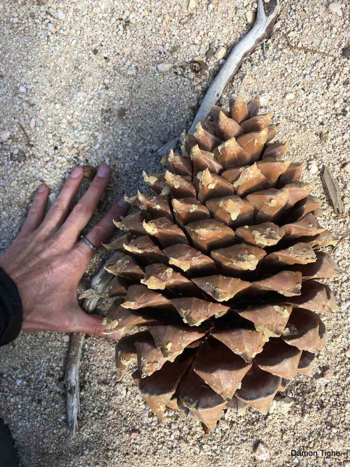 The Widowmaker Pine Cone Is the World’s Largest: It’s So Big It Can ...