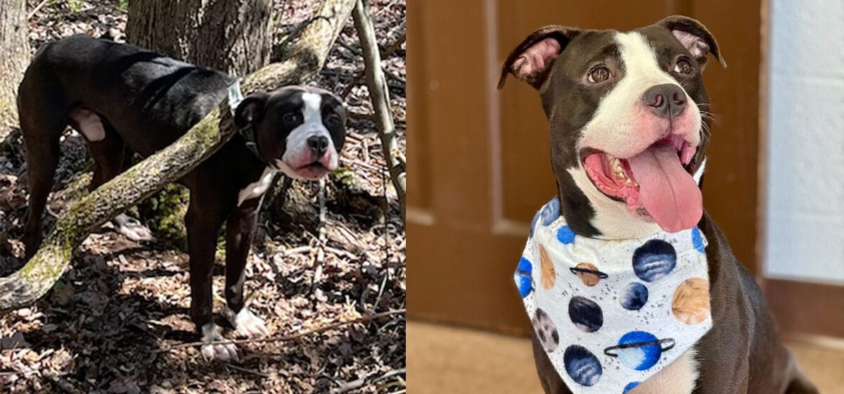 Obie, abandoned dog who was found tied up to tree, finally adopted ...
