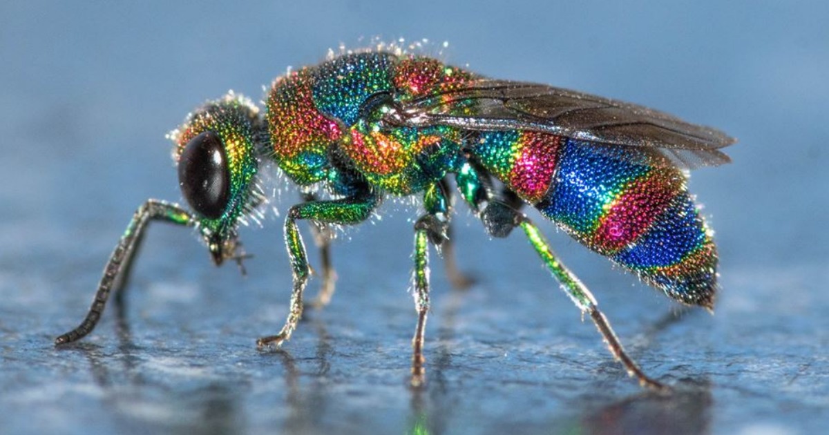 The Glittering Cuckoo Wasp: A Jewel Among Parasites - Hasan Jasim