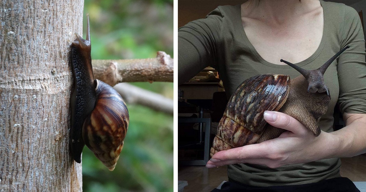 The Largest Snail In The World, Grow As Long As A Human Arm - Hasan Jasim