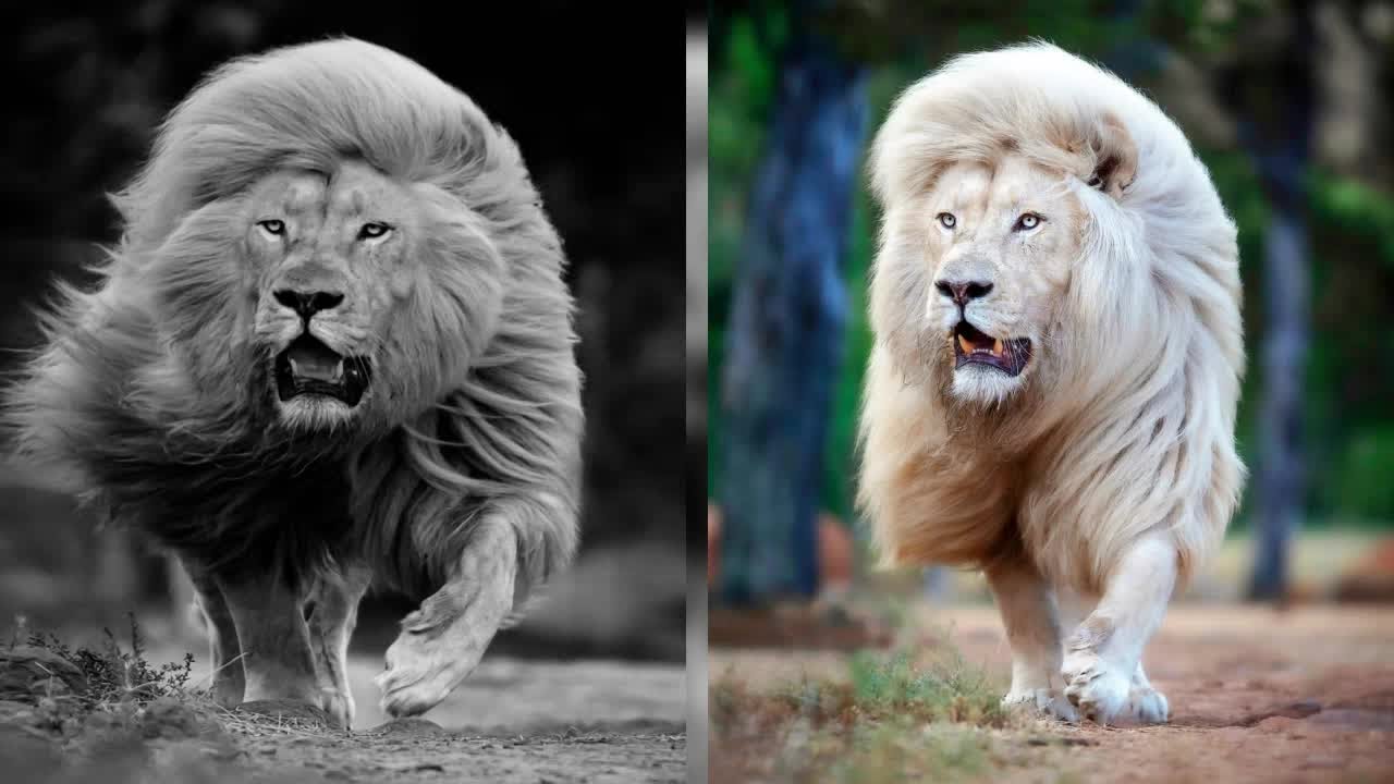Breathtaking shot of a rare white lion named Moya at Glen Garriff ...