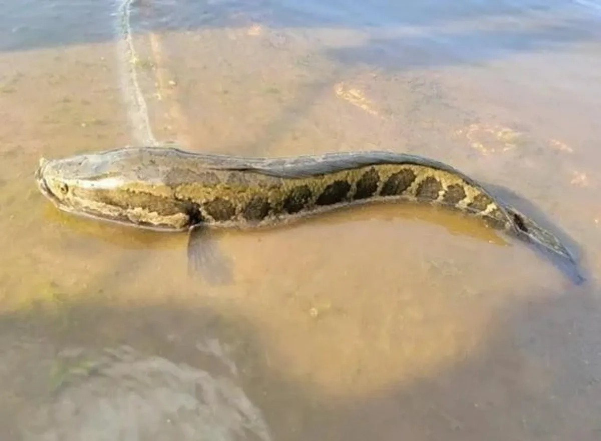 Snake-Headed Fish That Can Breathe Air And Slither On Land Caught In ...