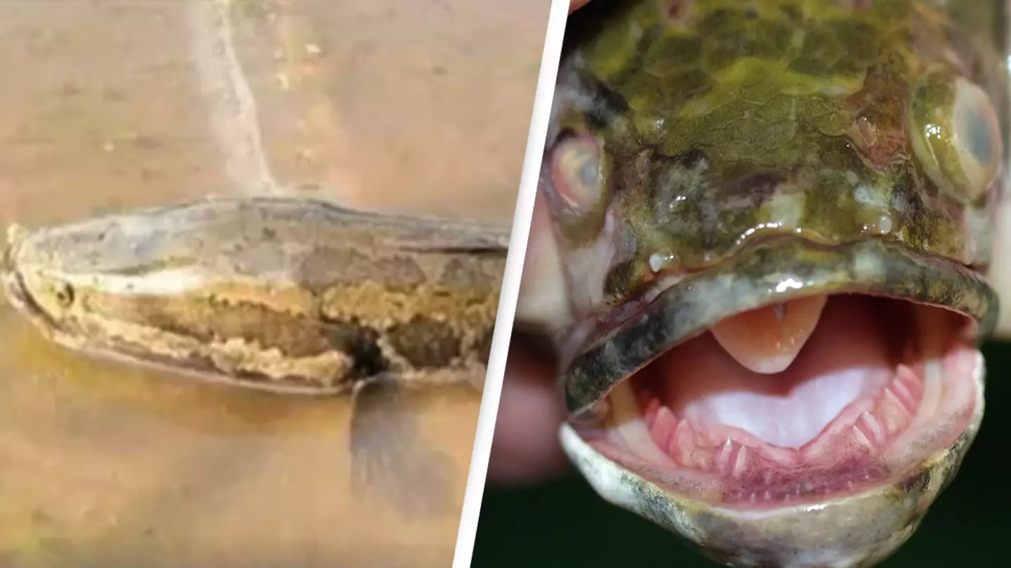 Snake-Headed Fish That Can Breathe Air And Slither On Land Caught In ...