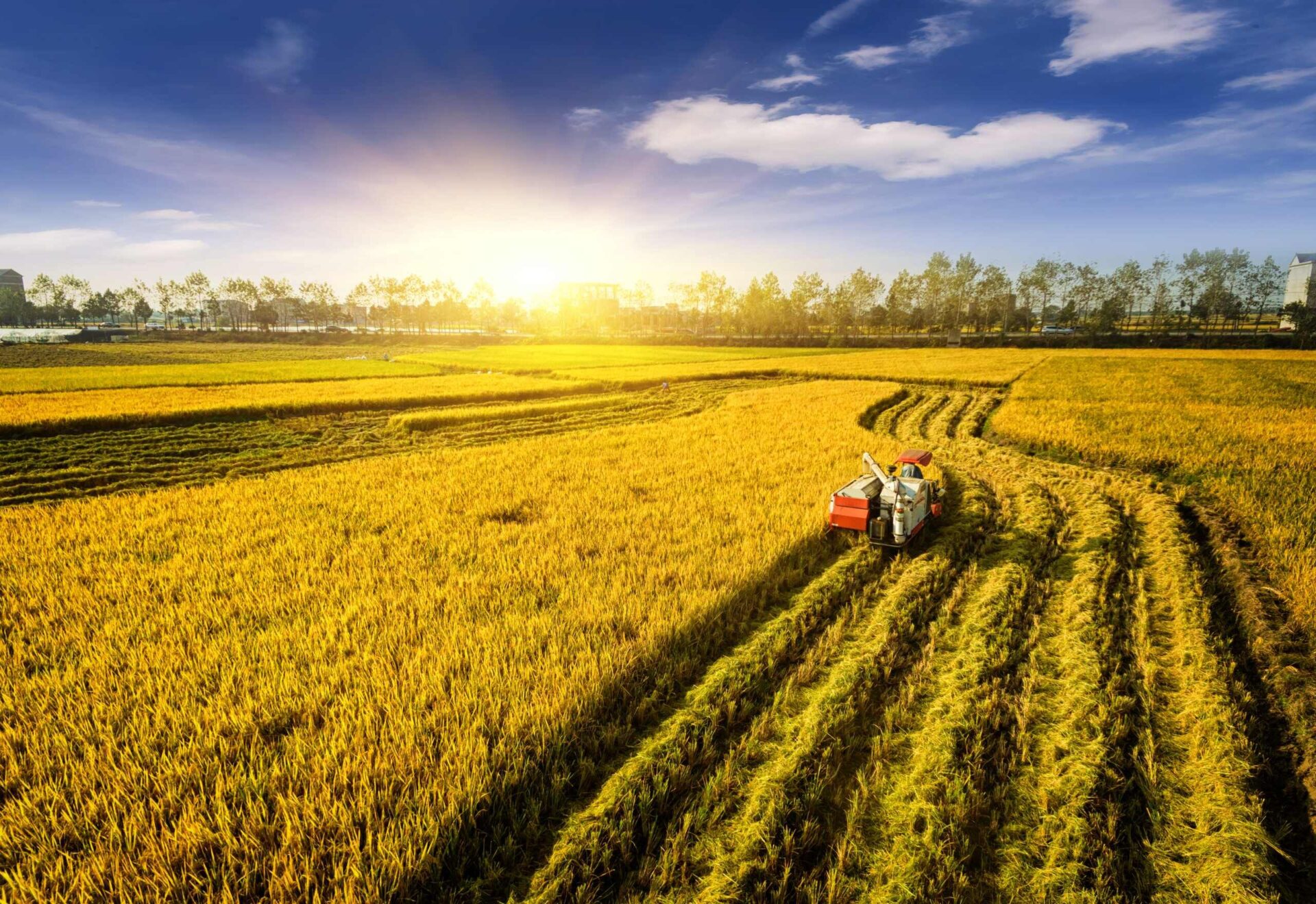 New High-Resolution Map Reveals World's Cropland Distribution - Hasan Jasim