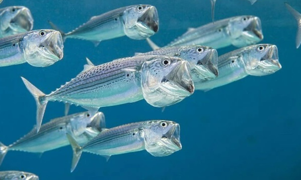 INSIDE OF A FISH: The Busy Life of a Striped Mackerel - Hasan Jasim