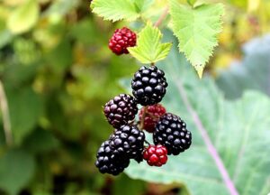 30 Different Types of Berries (and Why You Should Be Eating Each and ...