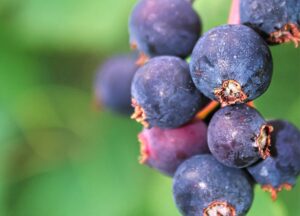 30 Different Types of Berries (and Why You Should Be Eating Each and ...