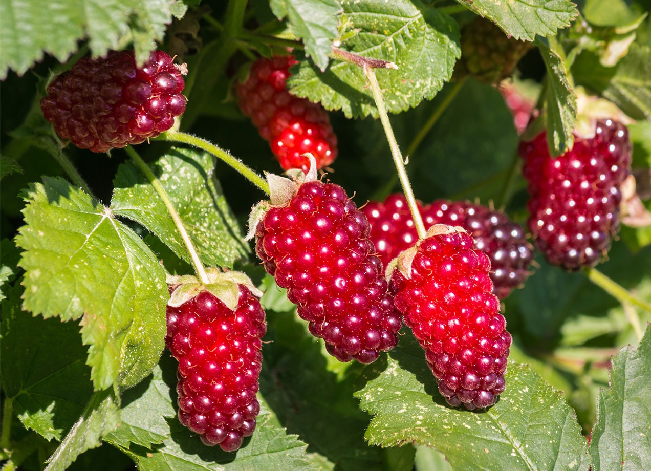 30 Different Types of Berries (and Why You Should Be Eating Each and ...