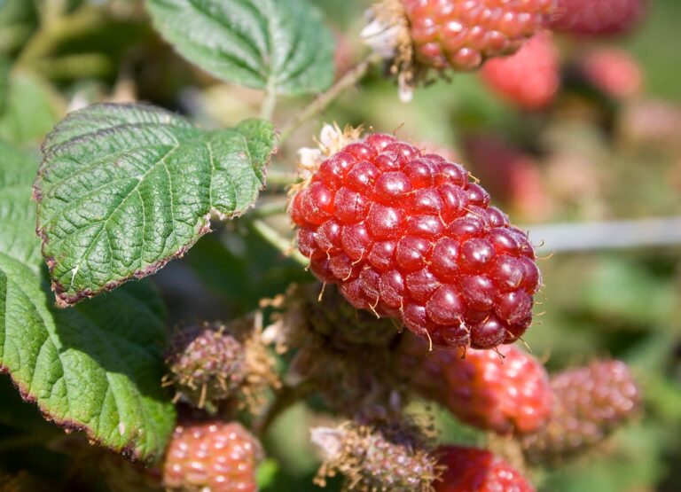 30 Different Types of Berries (and Why You Should Be Eating Each and ...