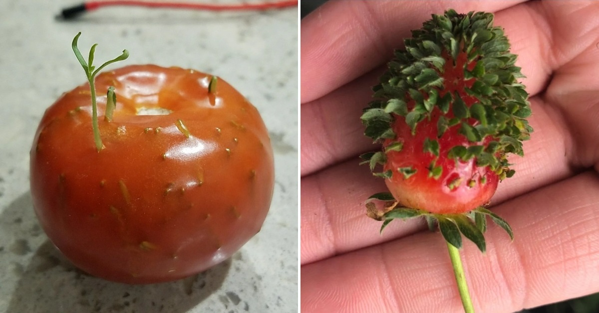 Don’t Panic, It’s Vivipary! When Seeds Germinate Inside the Fruit ...