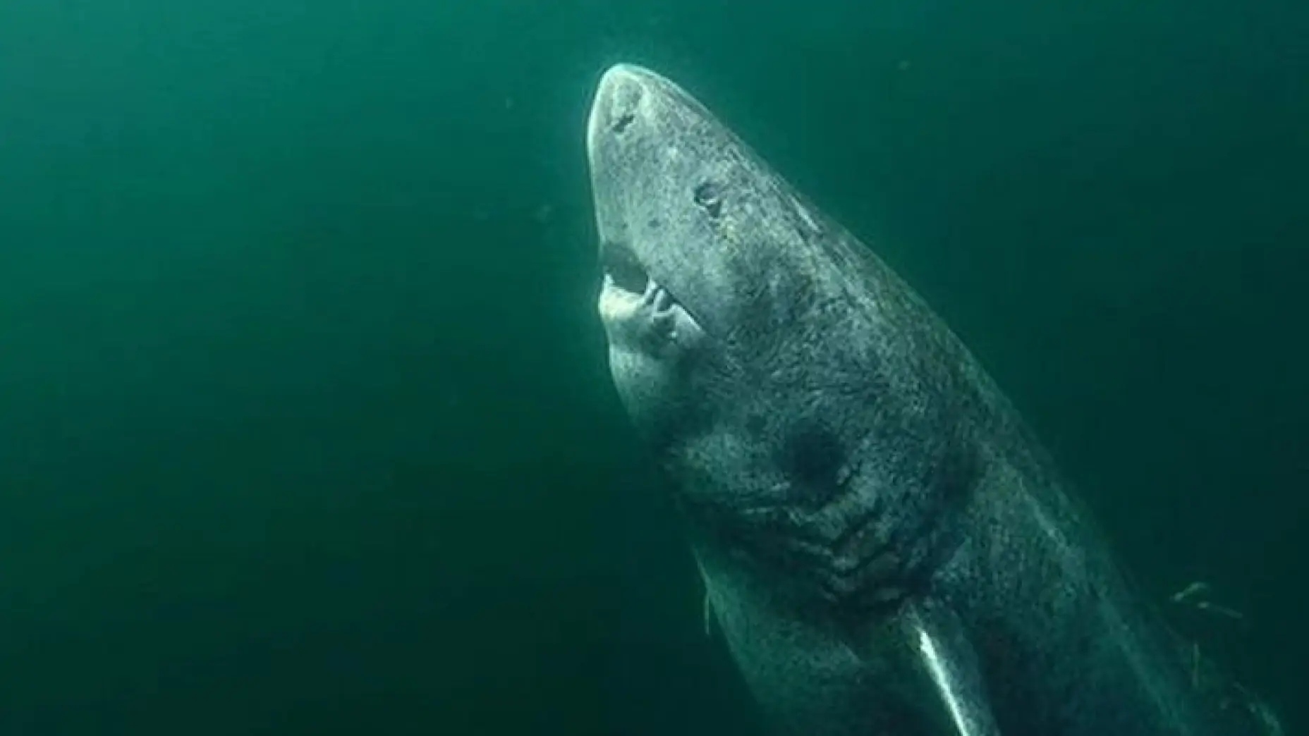 Greenland Shark That Could Be 500 Years Old Discovered by Scientists ...