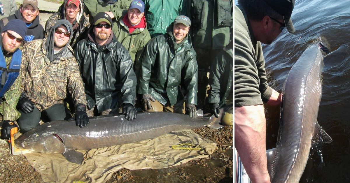 125-Year-Old Lake Sturgeon is Believed to Be The Largest Ever Caught in ...