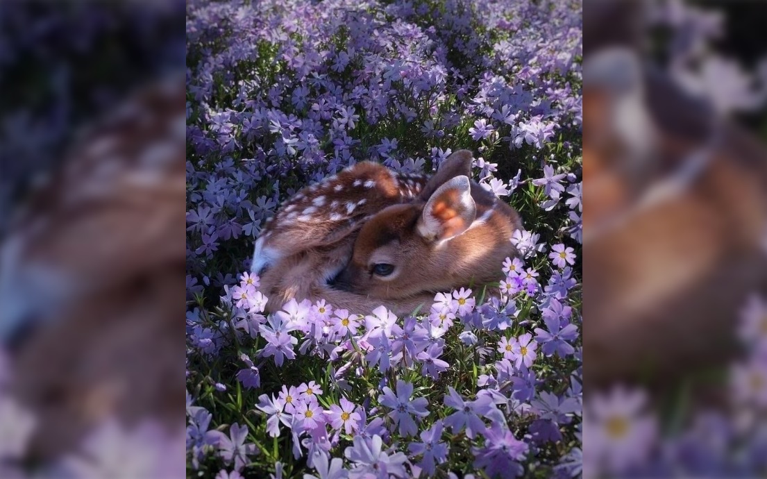 A Fawn Resting in a Field of Flowers - Hasan Jasim