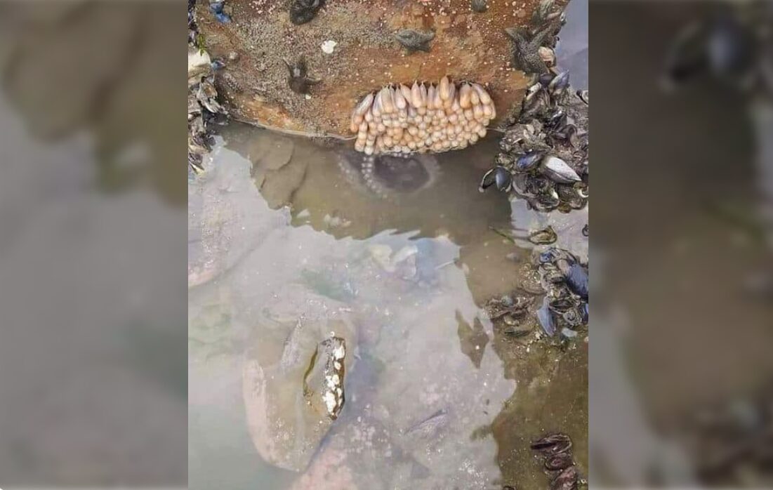 Spotted These Strange Underwater Orbs? Leave Them Be! - Hasan Jasim