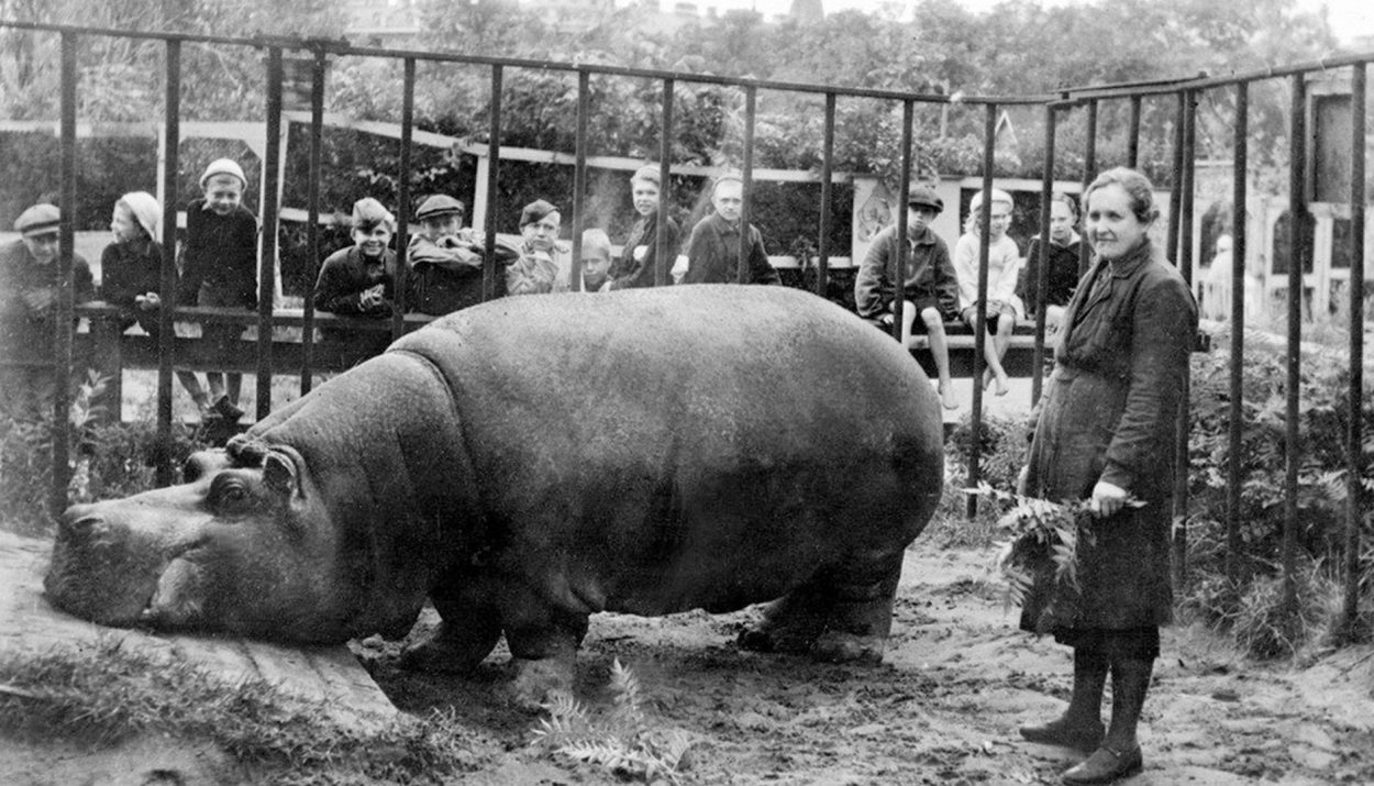 Belle the Hippo: A Symbol of Hope and Resilience in Leningrad - Hasan Jasim