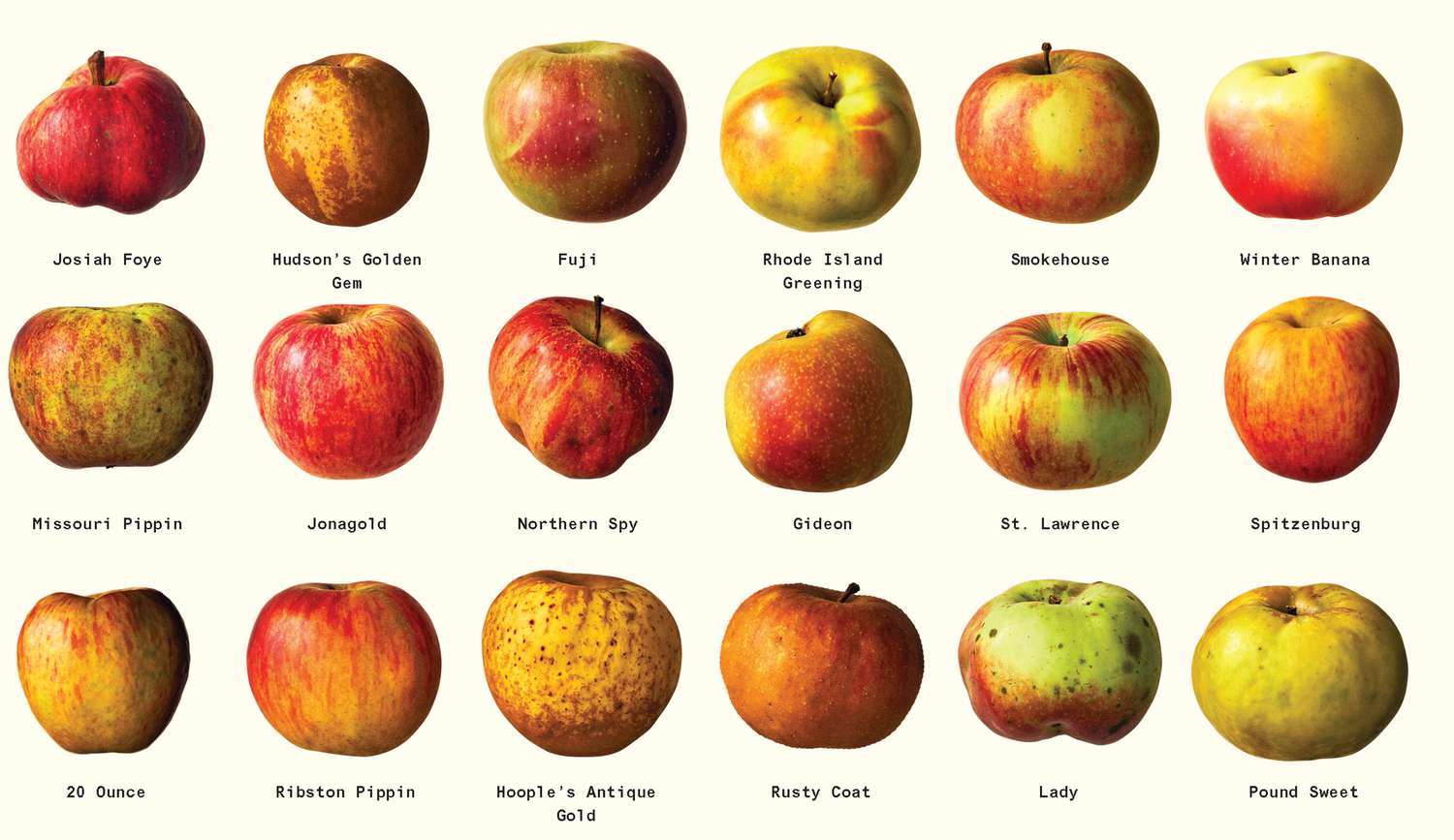 Apples on a Scale from Most Tart to Most Sweet - Hasan Jasim