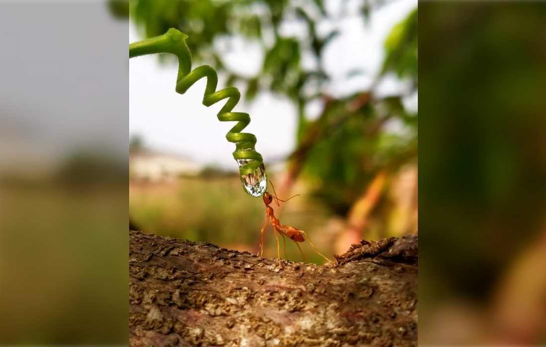 Macro Photography: Capturing the Marvels of Tiny Worlds - Hasan Jasim