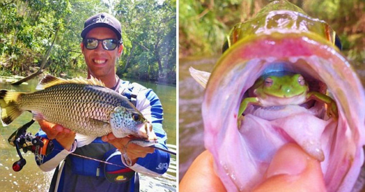 Fisherman discovers live frog in throat of fish - Hasan Jasim
