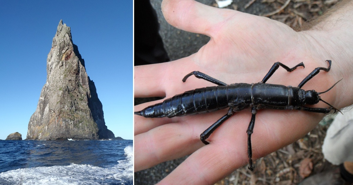 The World’s Tallest Sea Stack Is Home to the World’s Rarest Insect ...