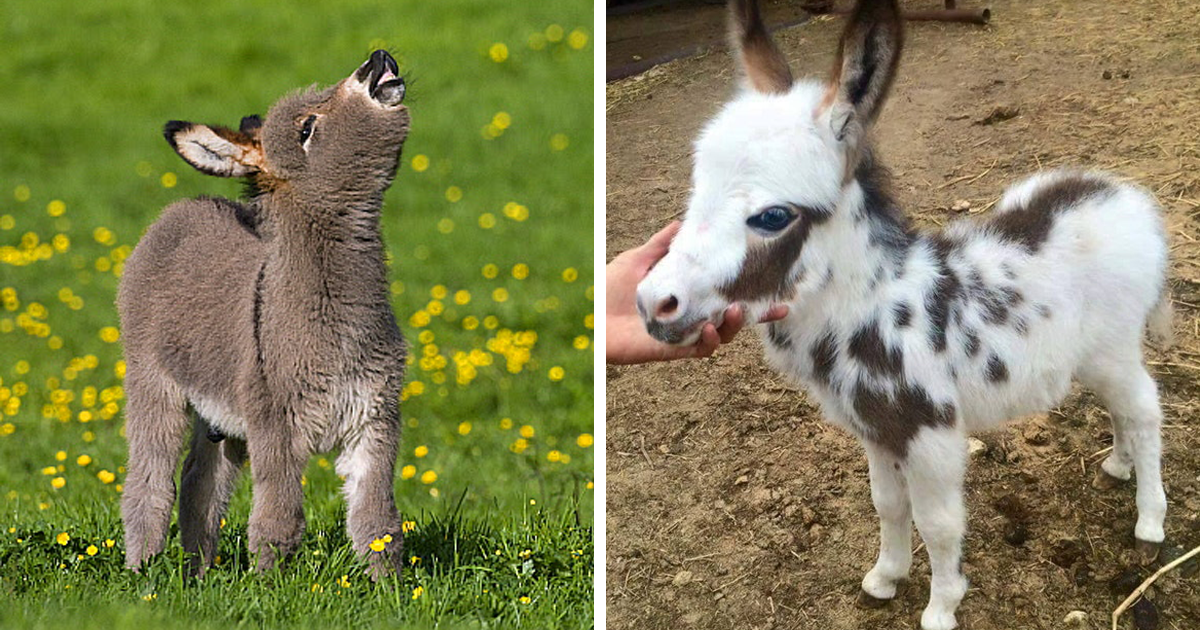 These Photos of Cute Baby Donkeys Are Everything You Need to See Today ...