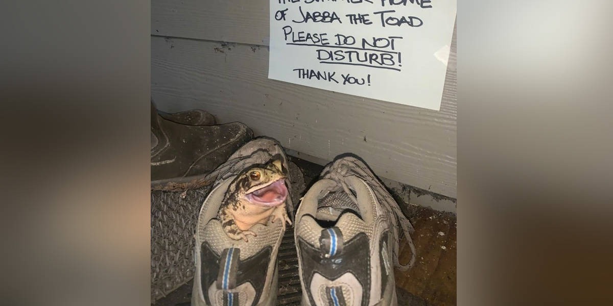 Woman Goes Above And Beyond For A Toad Who Decided To Live In Her Shoe ...