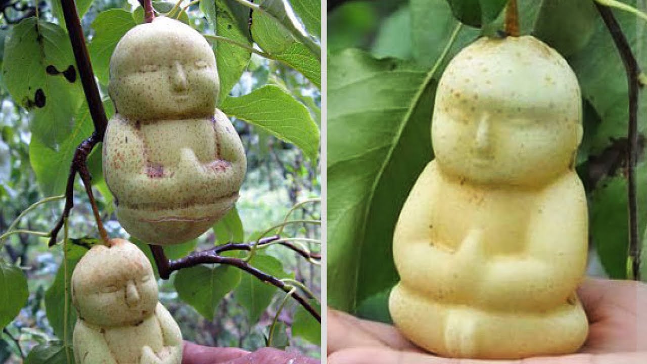 Amazing Special Shaped Fruits from China - Hasan Jasim