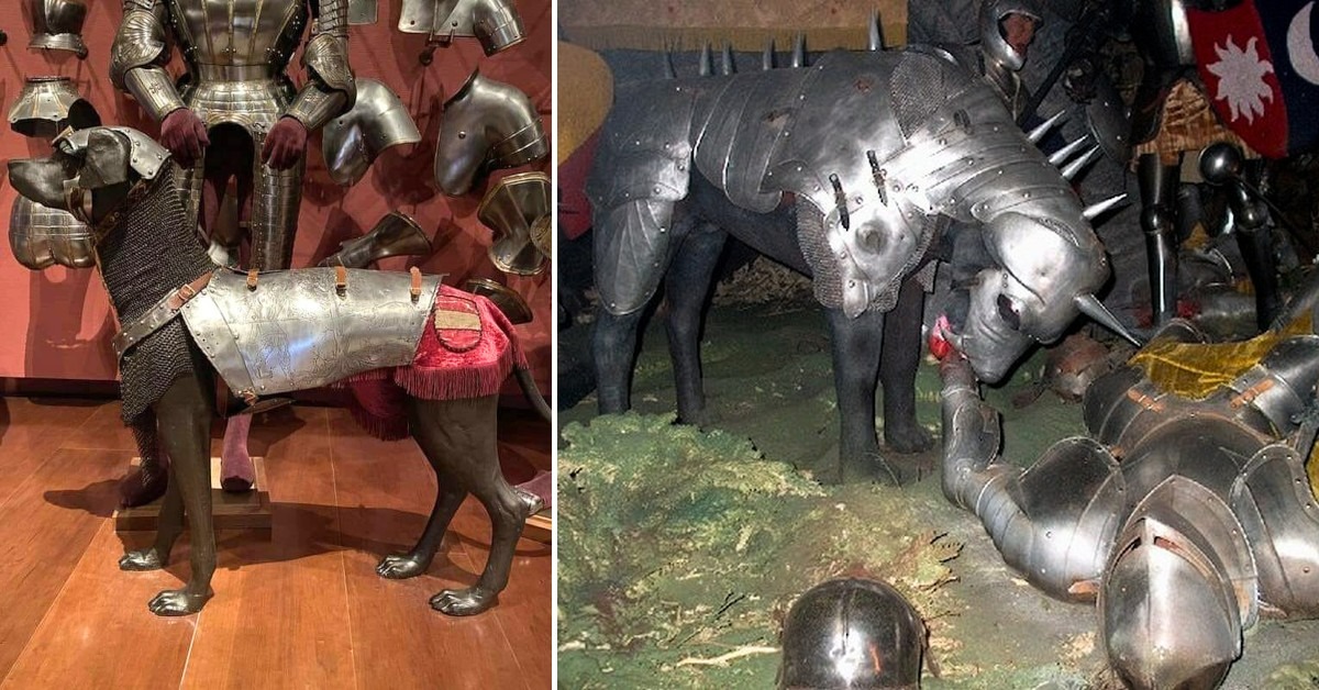 Canine Knights Existed, As These Surviving Pieces of Dog Armor Testify ...