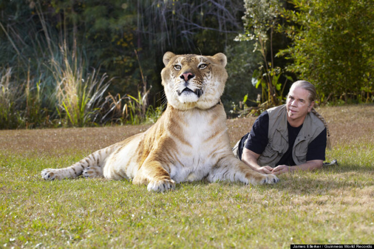 Hercules: The King-Sized Liger Who Holds the Title of World’s Largest ...