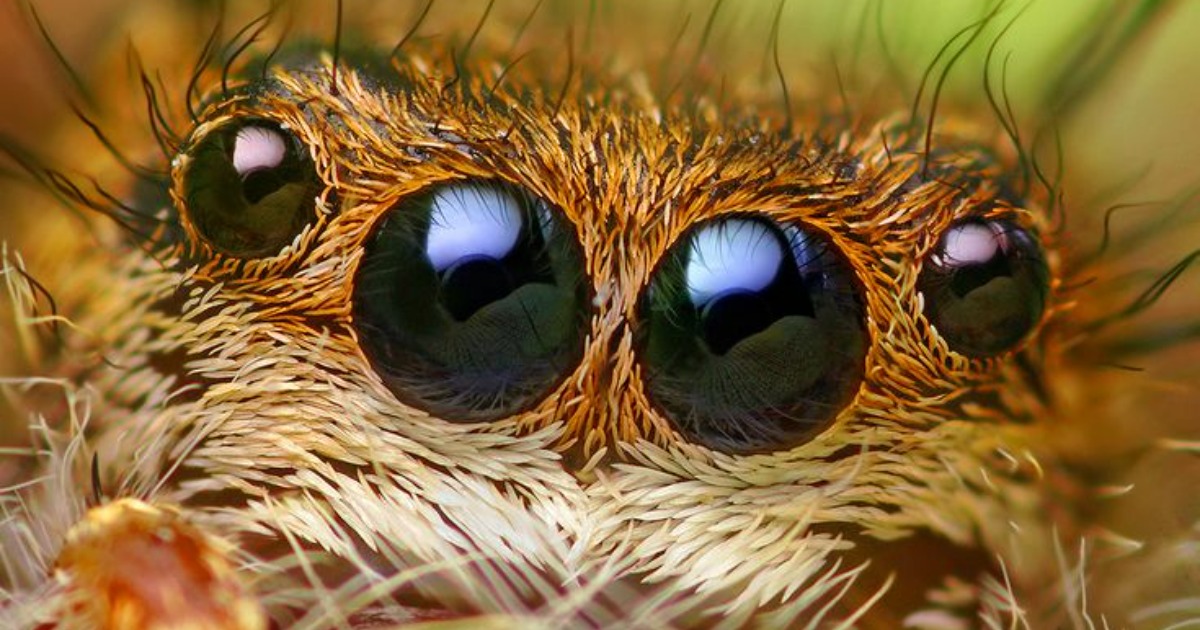 Alien Eyes: The Otherworldly Beauty of Jumping Spiders Captured in ...