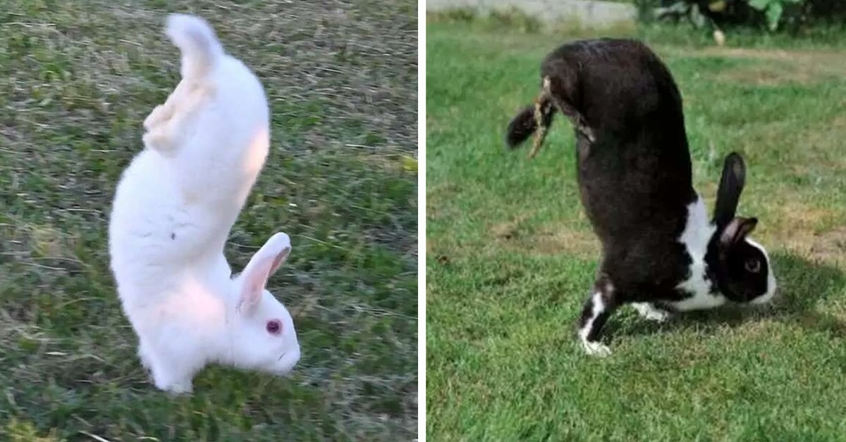 This Breed of Bunny Walks on Its Front Legs and We Finally Know Why ...