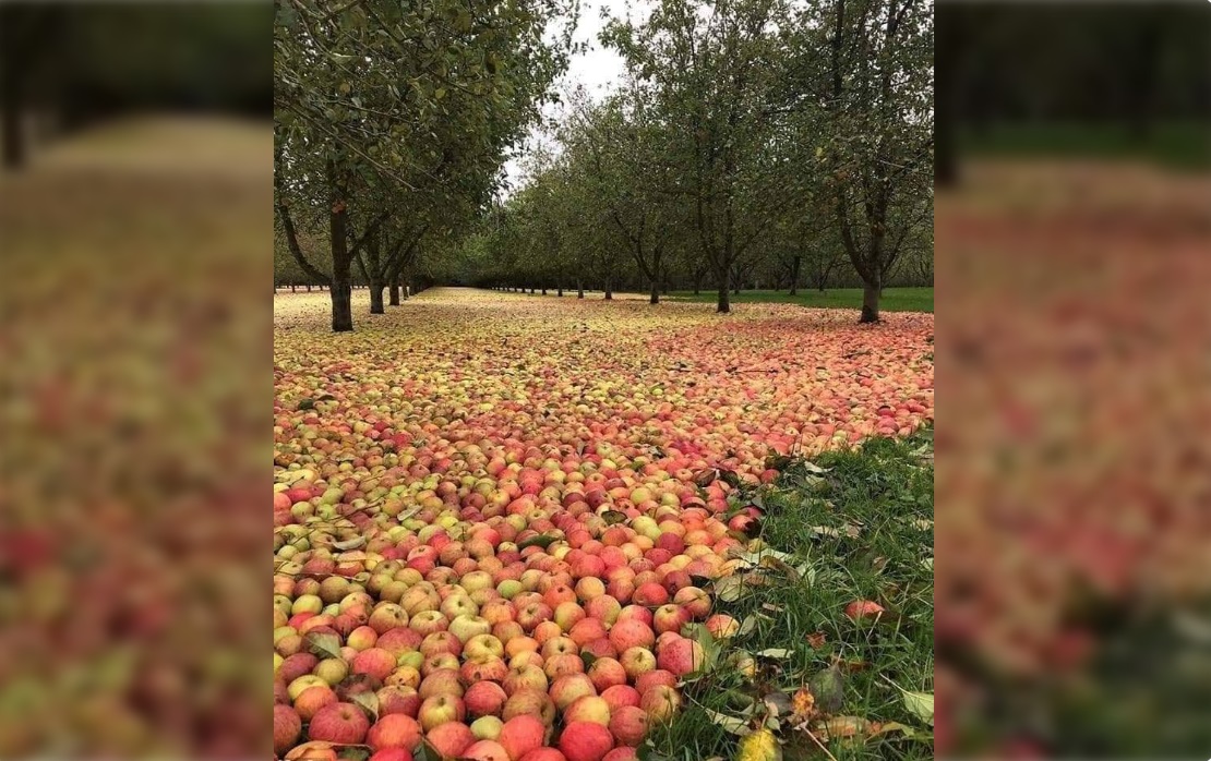 A farm turned into a carpet of apples after Hurricane Ophelia in ...
