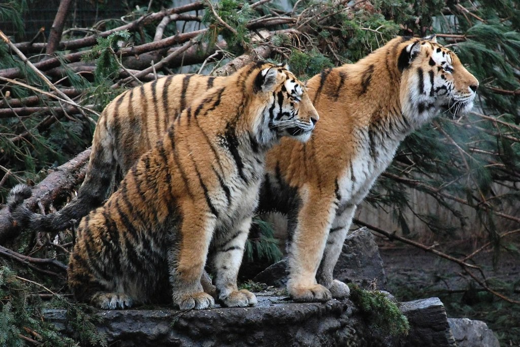 World Tiger Population Has Grown by 40% Since 2015, Conservation Group ...