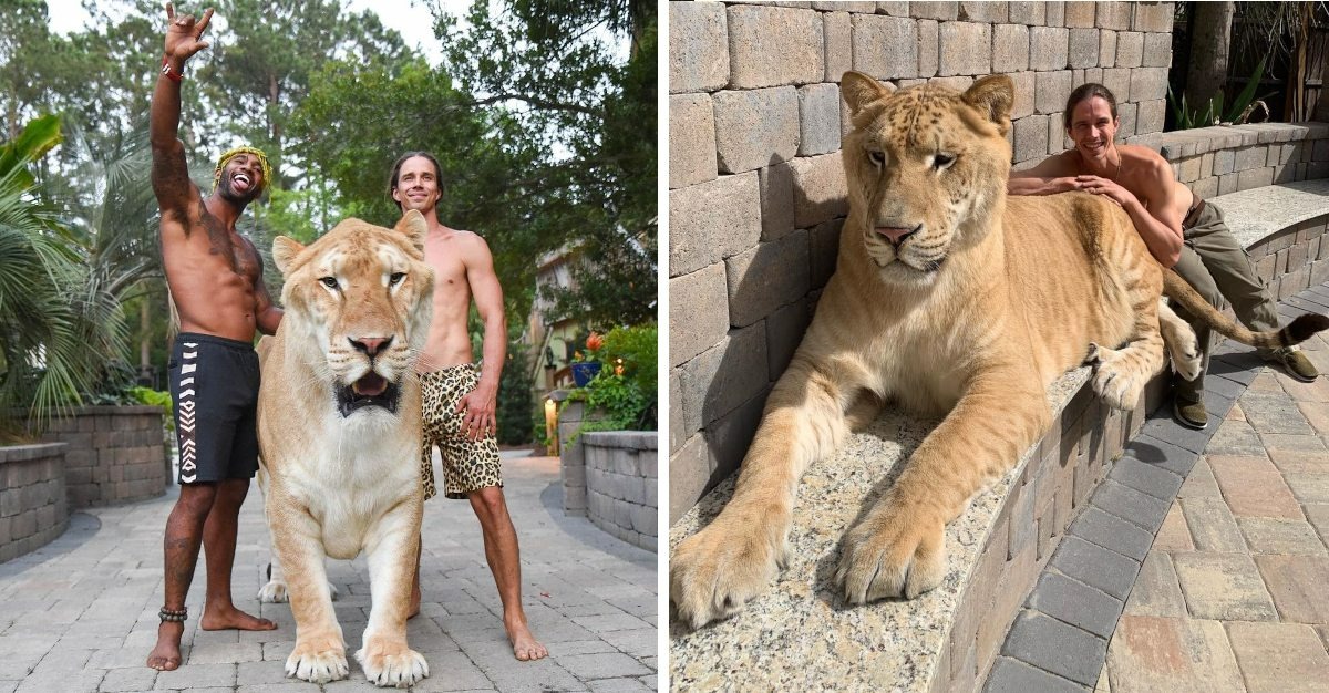 Hercules: The King-Sized Liger Who Holds the Title of World’s Largest Cat - Hasan Jasim