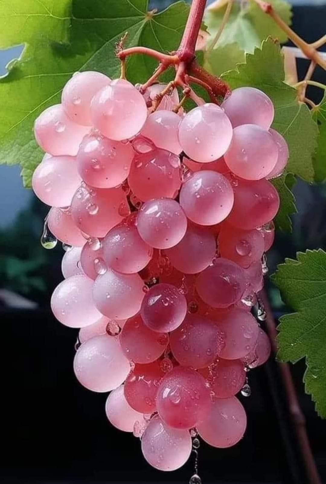 Japanese Koshu: Pink Grapes with a Rich History - Hasan Jasim