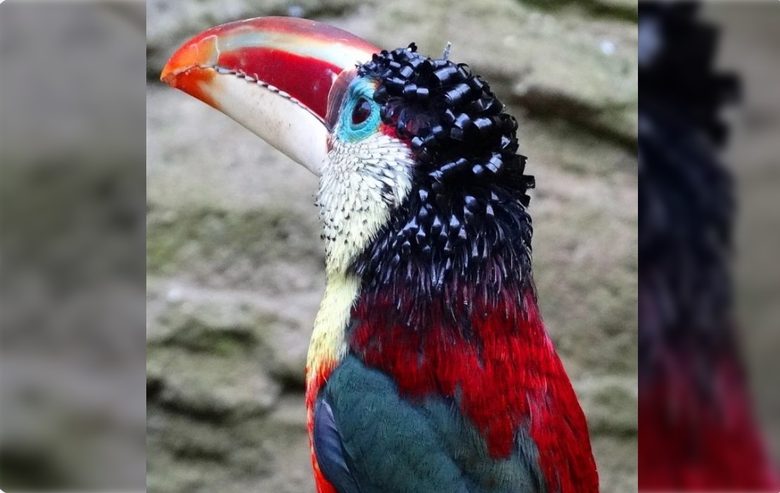 Meet the Curl-Crested Aracari: The Toucan Species with a Perm-Like ...