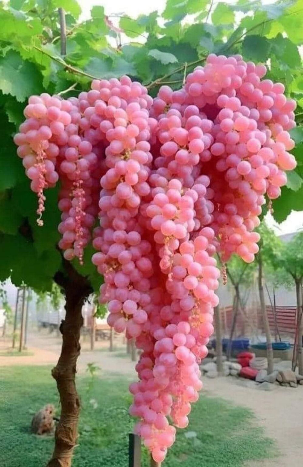 Japanese Koshu: Pink Grapes with a Rich History - Hasan Jasim