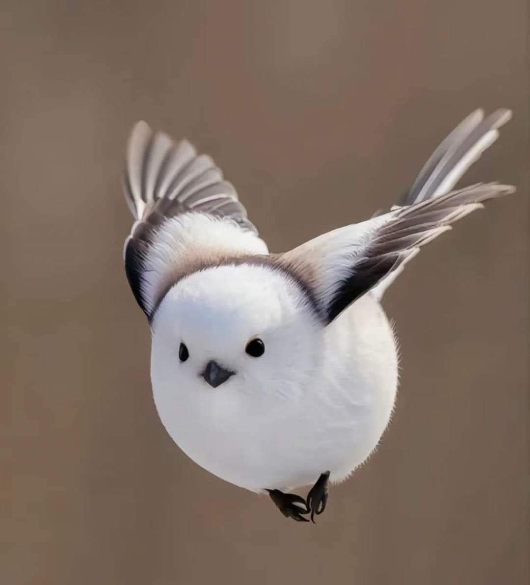 The Japanese Snow Fairy: A Misunderstood Marvel - Hasan Jasim