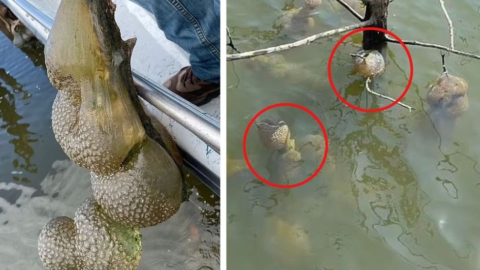 Mysterious “Alien Egg Pods” Found in Oklahoma Lake: Experts Explain the ...