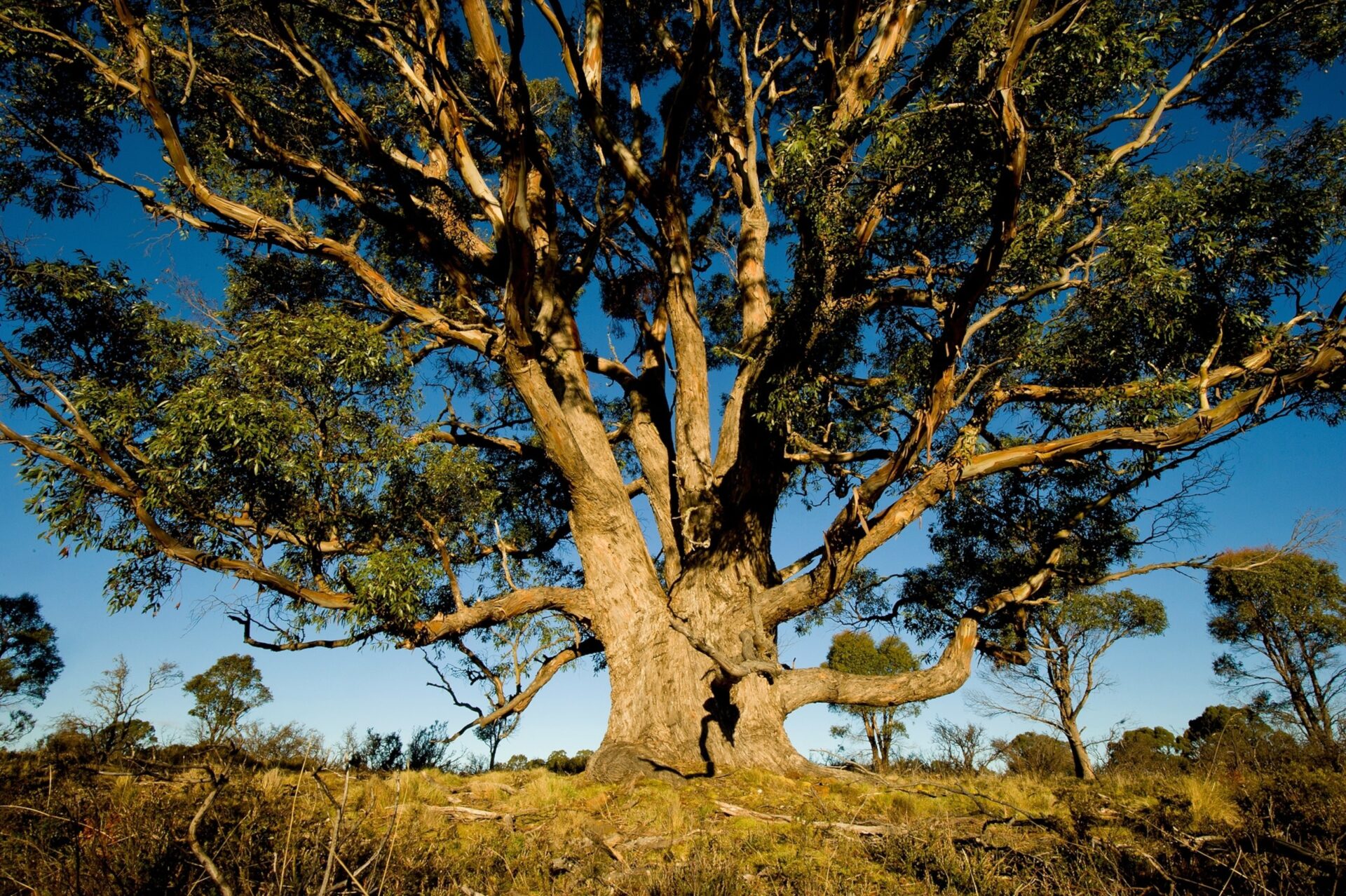 Gold Grows on Trees: A Real-Life Fairy Tale - Hasan Jasim